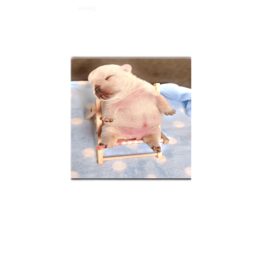 My Pibbles - Download Stickers from Sigstick